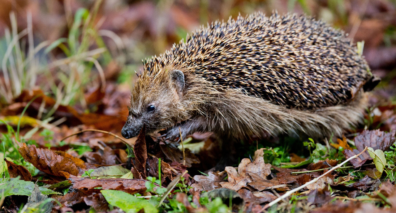 Wildtiere im Herbst unterstützen: Baden-Württemberg.de