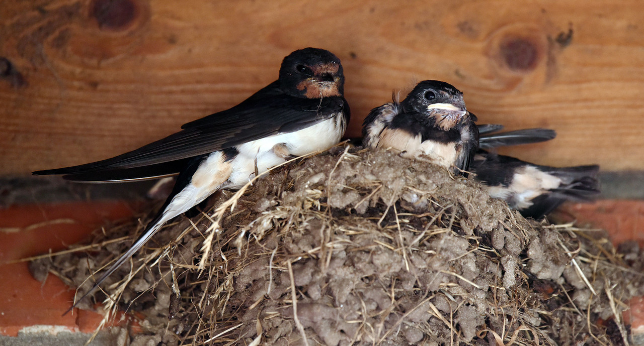 Schwalben sind bedrohte Vögel: Baden-Württemberg.de