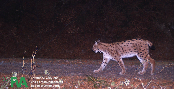 Luchs im Südschwarzwald mit Halsbandsender ausgestattet: Baden ...